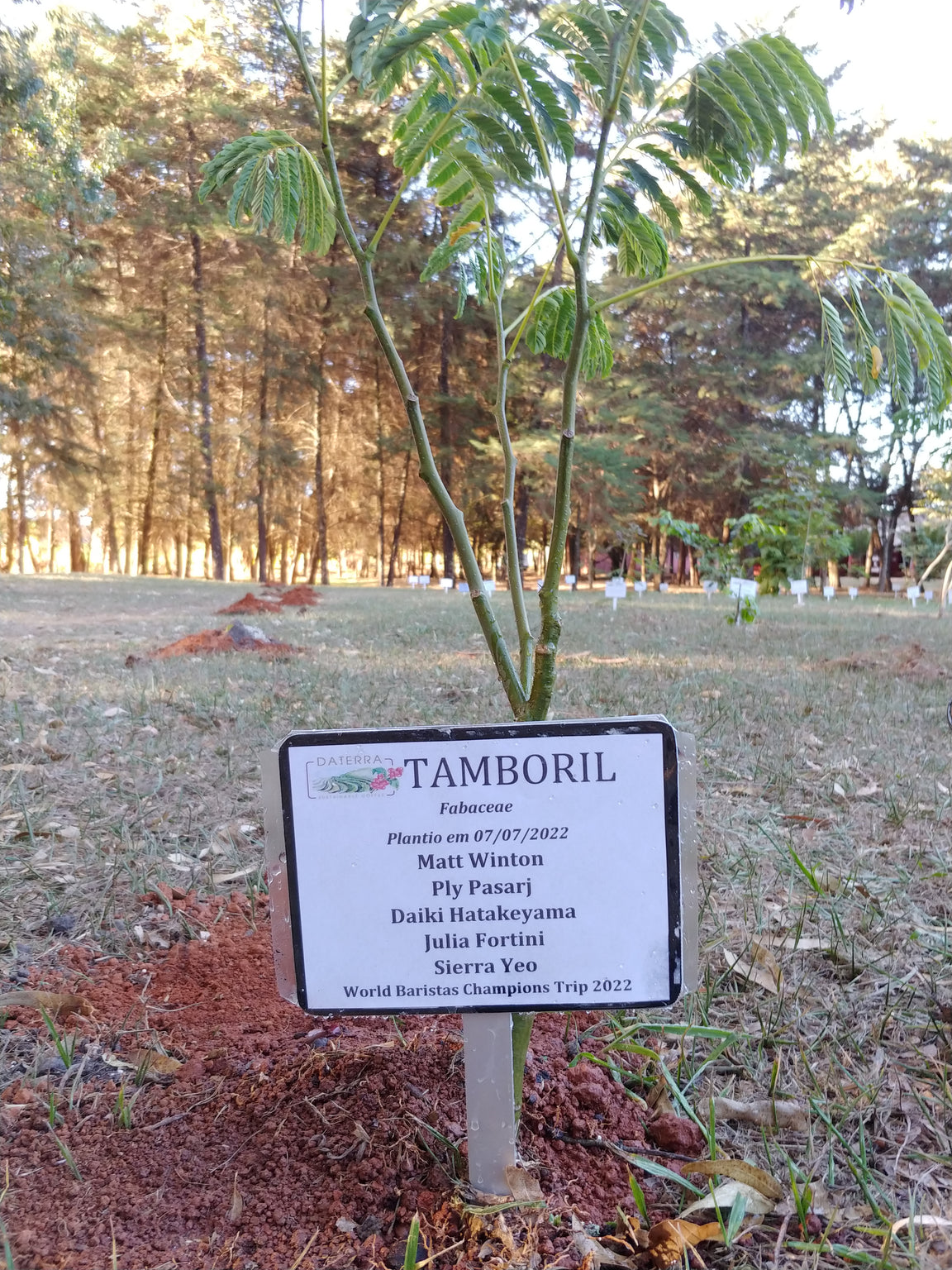 Coffee — Rogue Wave Coffee