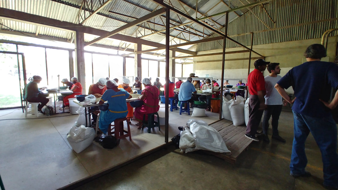 Rogue Wave Coffee Co | Edmonton Coffee Roaster